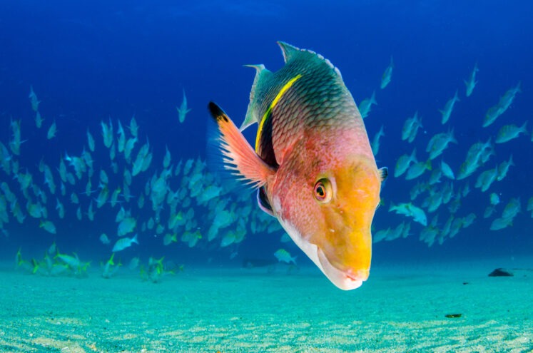 Los Cabos, Mexico: An Incentive Paradise | Smart Meetings